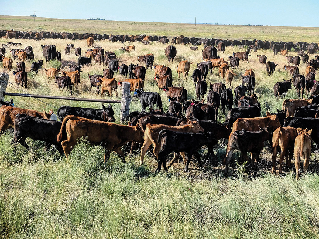 Sow, Nurture, Grow - King Ranch Institute for Ranch Management
