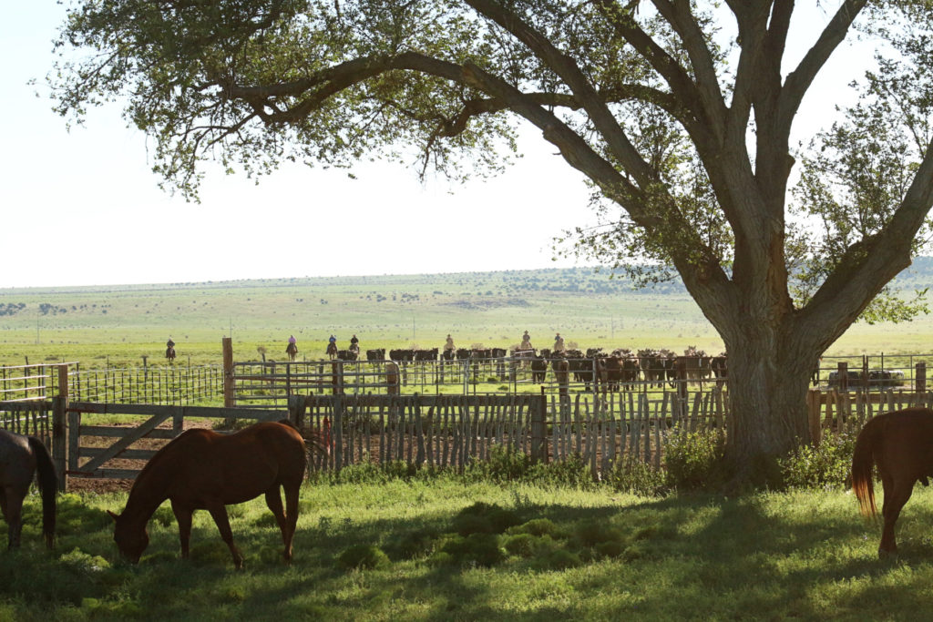 Watch: Highlight of Symposium on Horse Program Success on Working ...