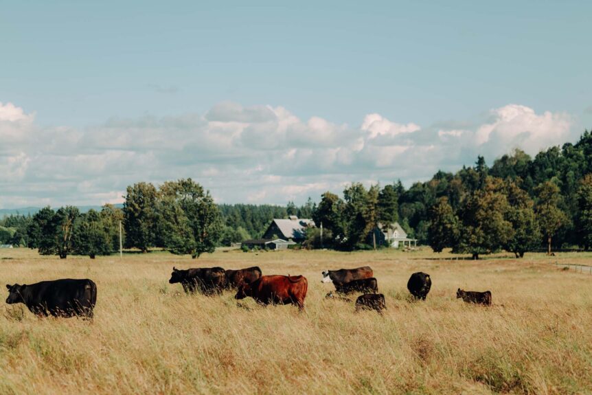 Livestock and Grazing Manager – Colvin Ranch - King Ranch Institute for ...